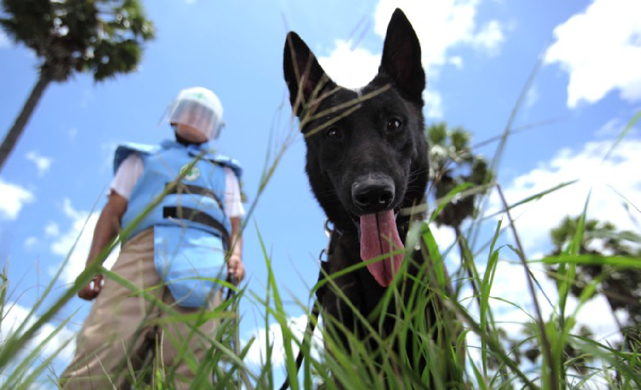DISABLED__Explosive Detection Dogs Tour