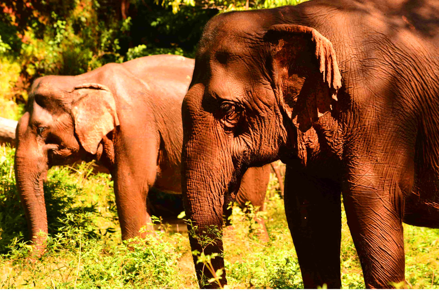 Elephant Valley Project | Quick Trip